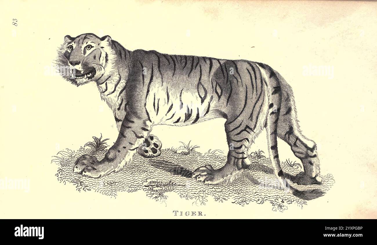 Lateral stance hi-res stock photography and images - Alamy