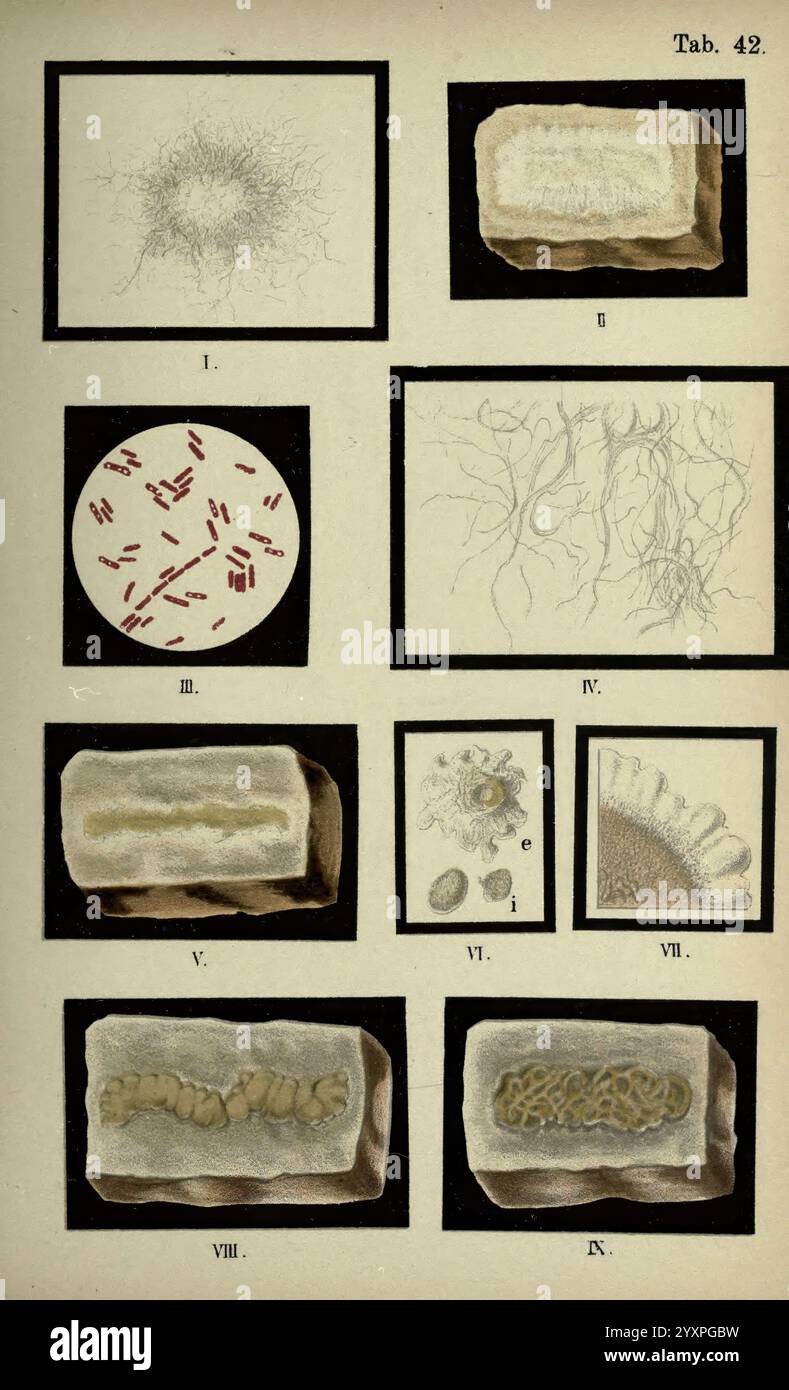 Atlas and essentials of bacteriology New York, William Wood & Co, 1897 ...