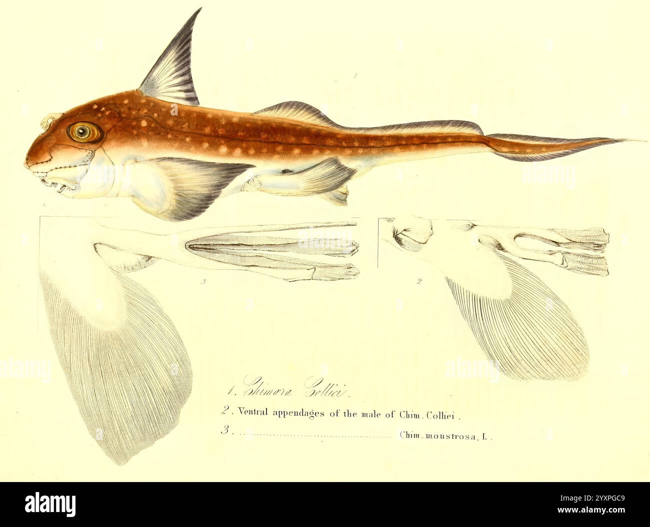 The zoology of Captain Beechey's voyage, 1839, fish, America, geology ...