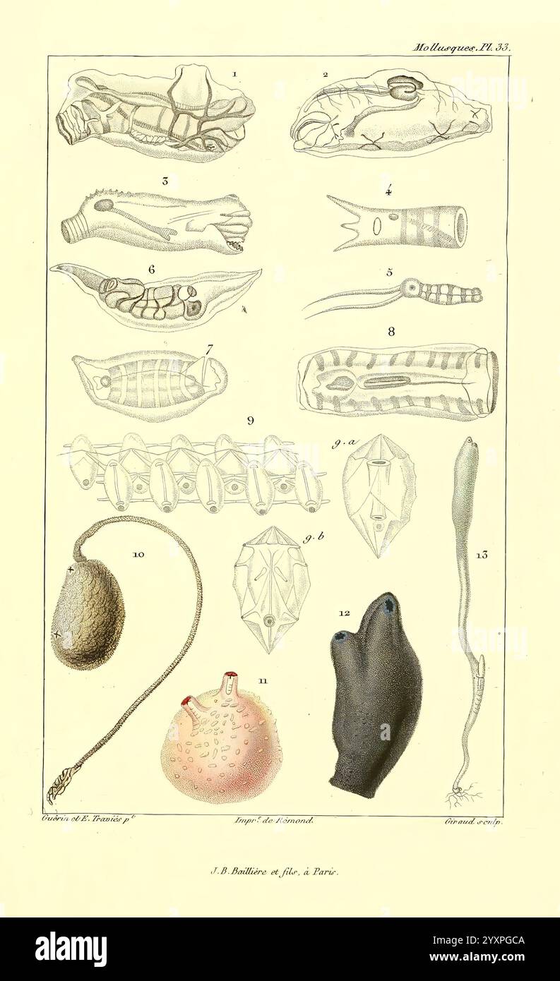Classification within marine ecosystems hi-res stock photography and ...