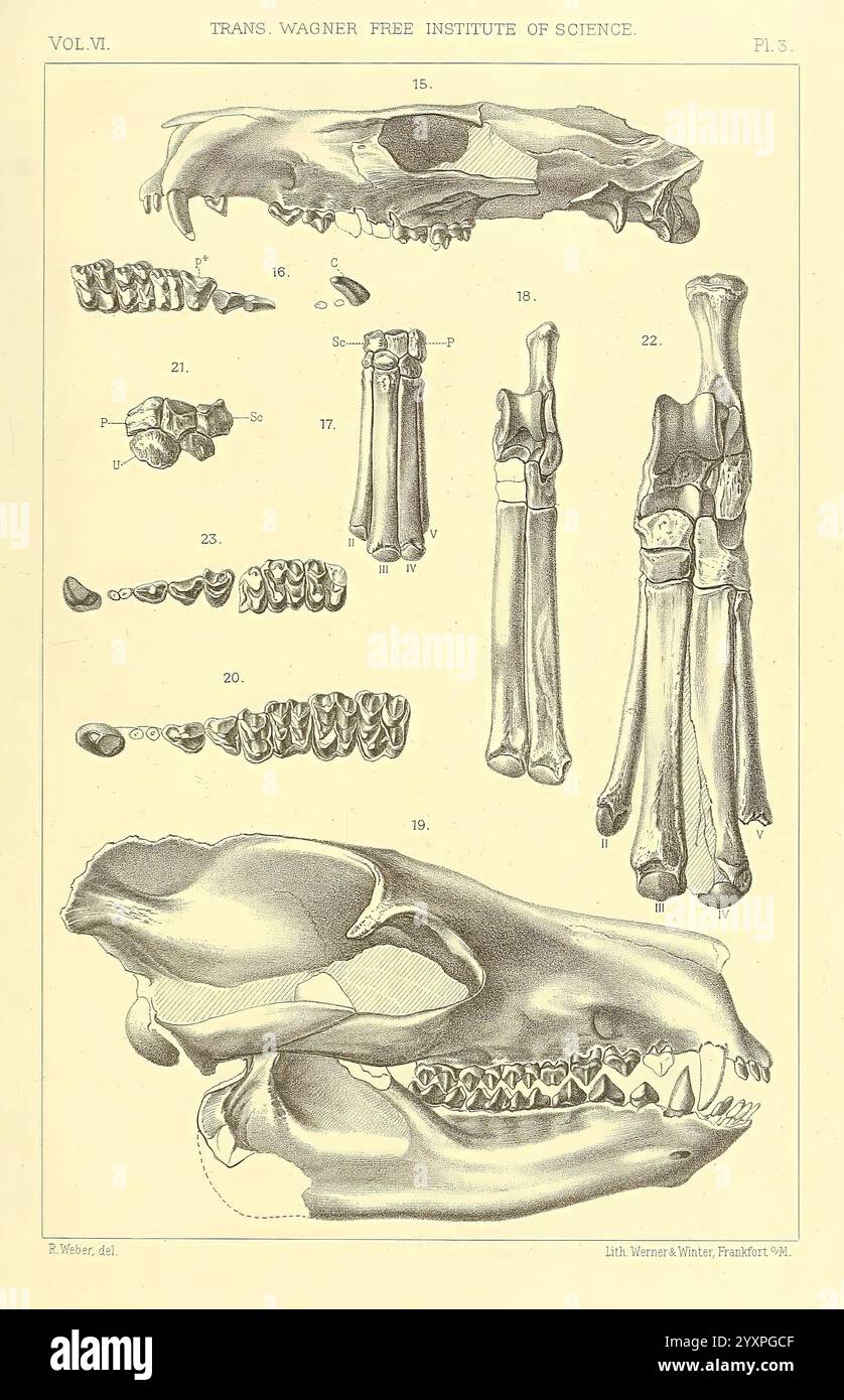 Individual limb bones hi-res stock photography and images - Alamy