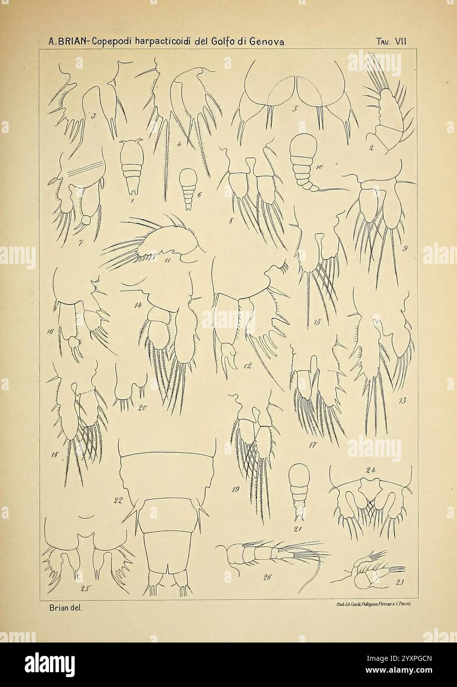 Copepod classification hi-res stock photography and images - Alamy