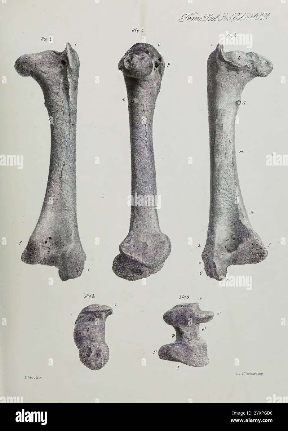 Skeletal structure alongside various perspectives hi-res stock ...