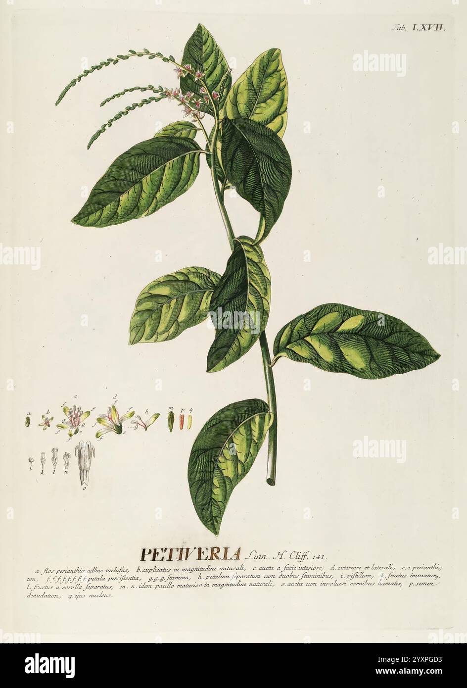 Plantae, Selectae, Quarum, Imagines, Ad, Exemplaria, Naturalia, Londini ...