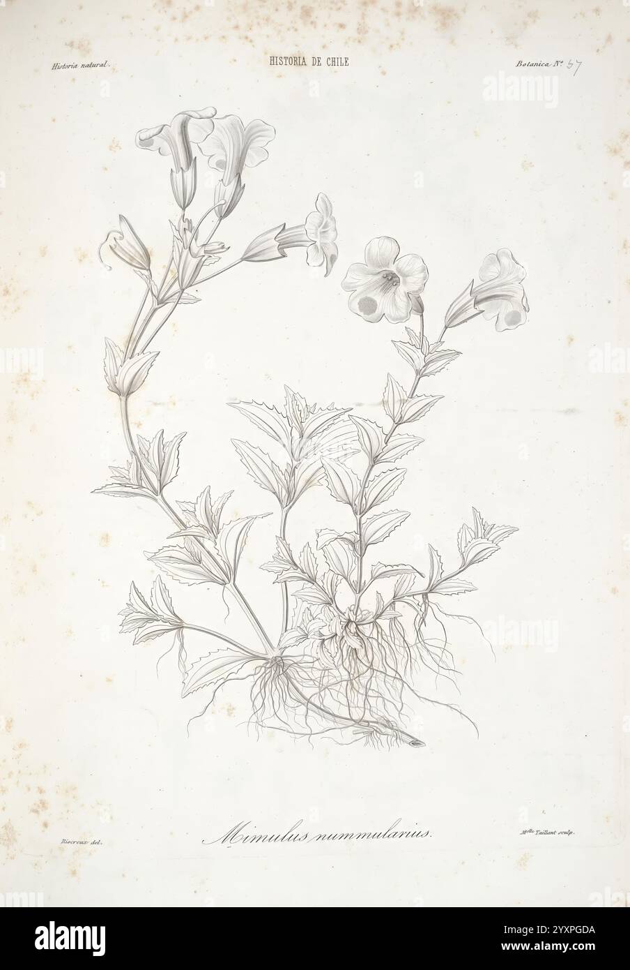 Bajo de precisión hi-res stock photography and images - Alamy