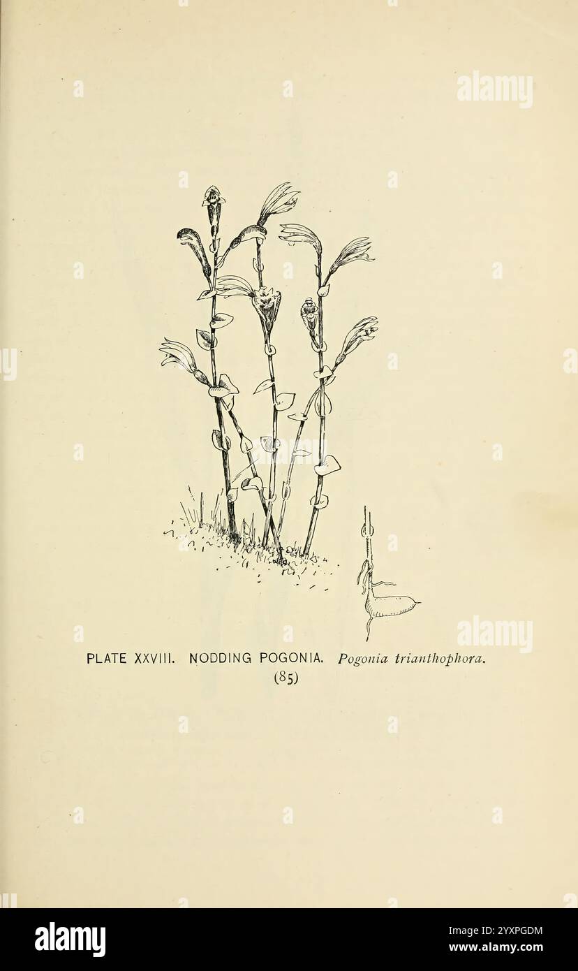 Pogonia trianthophoros hi-res stock photography and images - Alamy