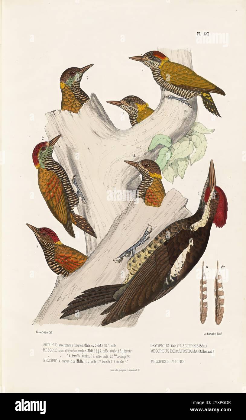 Distinctive head shapes hi-res stock photography and images - Alamy