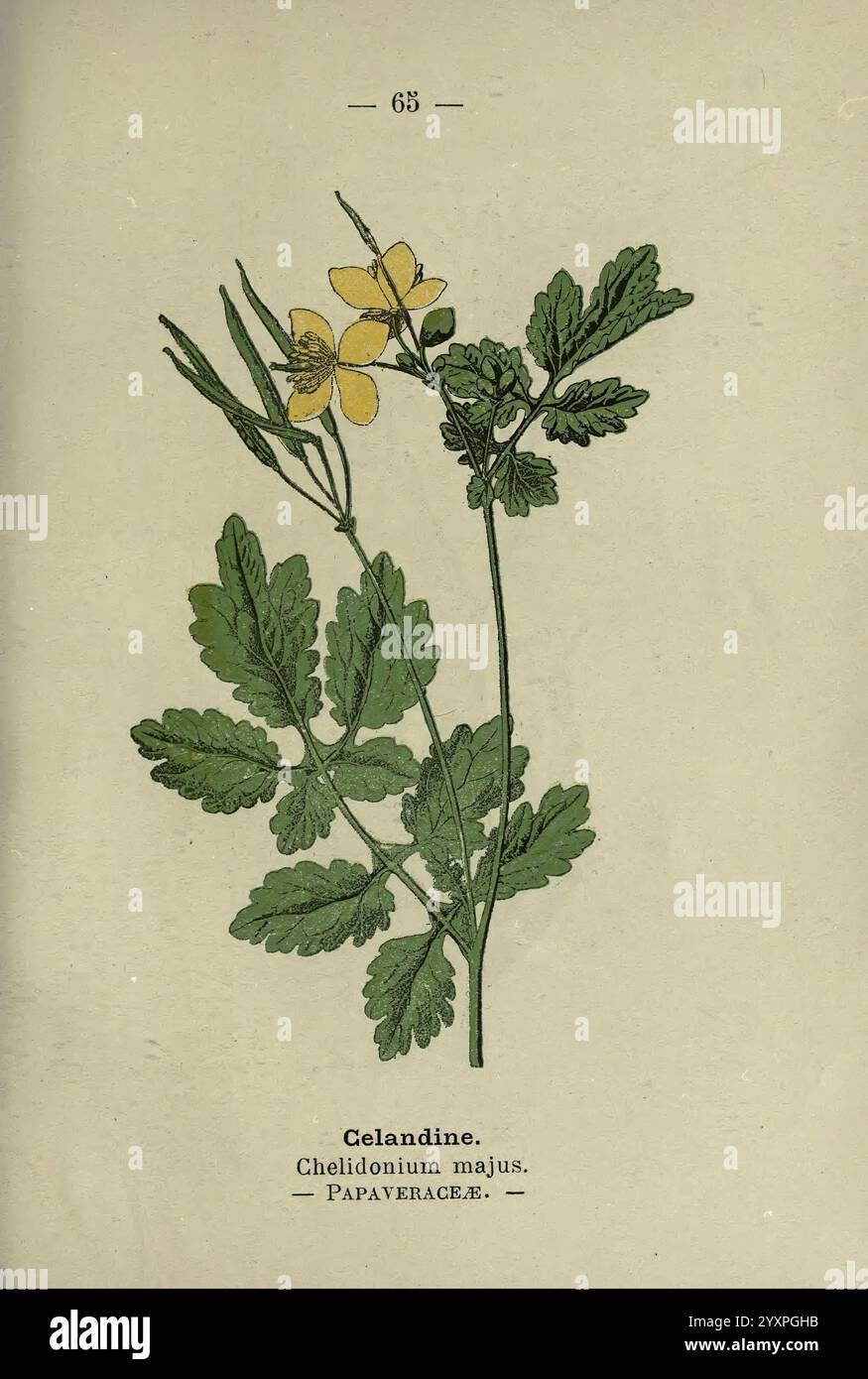 Name celandine hi-res stock photography and images - Alamy