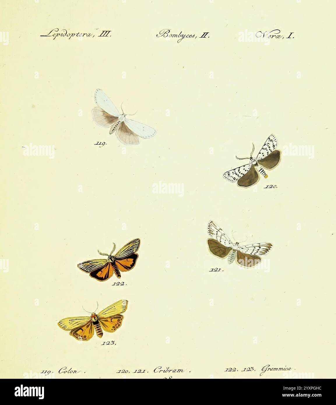 Upper two specimens hi-res stock photography and images - Alamy