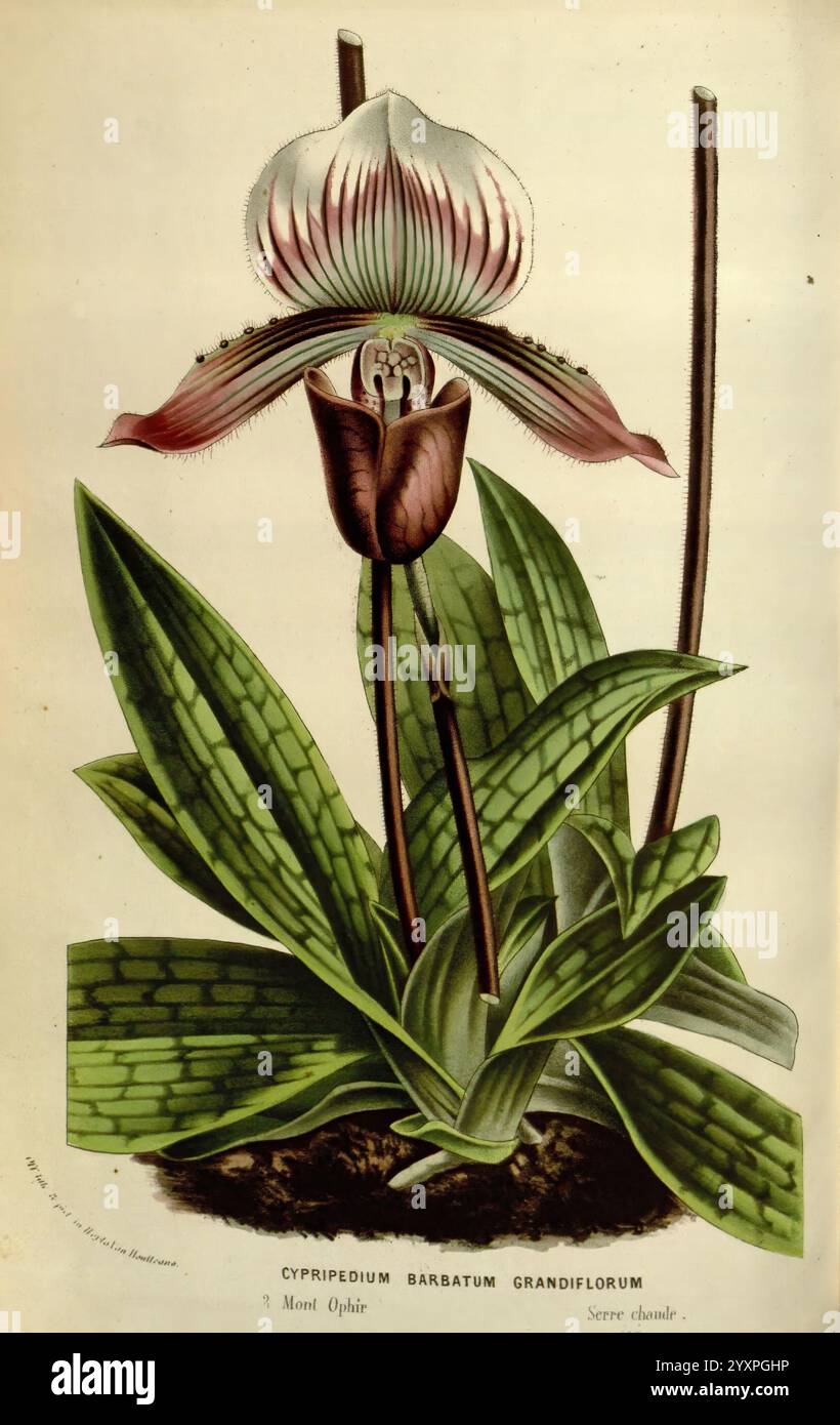 Family orchidaceae flowers botany taxonomy hi-res stock photography and ...