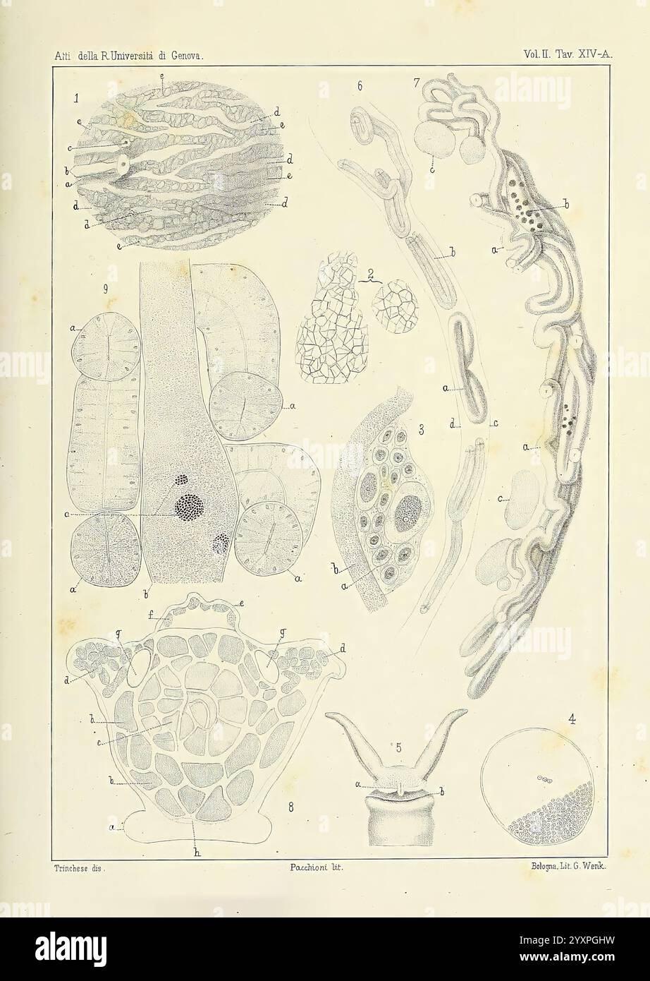 Numbering indicates specific features hi-res stock photography and ...