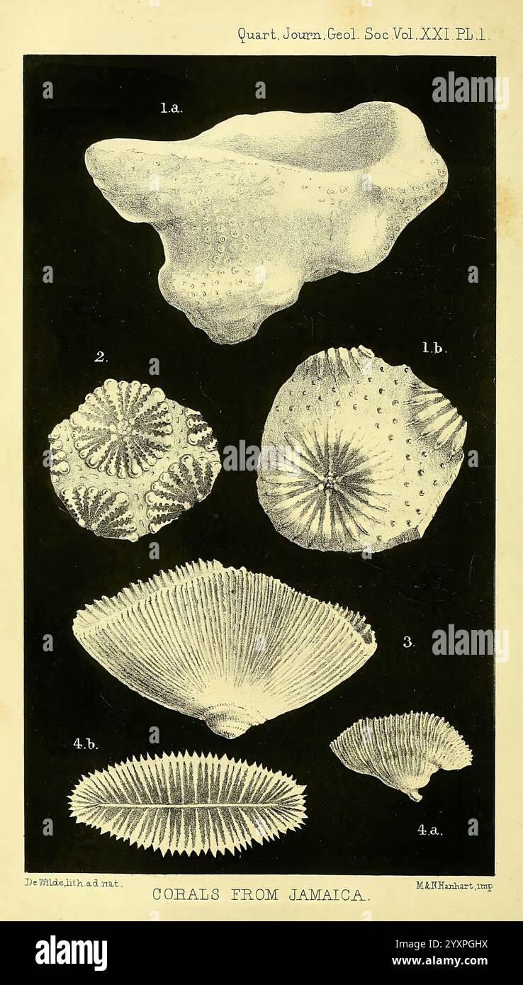 The Quarterly Journal of the Geological Society of London, v.21 (1865 ...