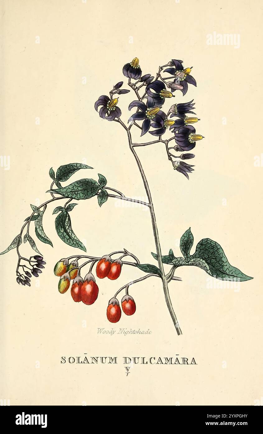 Deadly nightshade illustration hi-res stock photography and images - Alamy