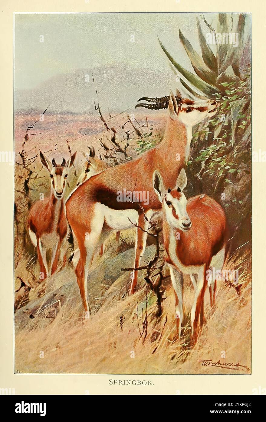 Springbok stands alert hi-res stock photography and images - Alamy