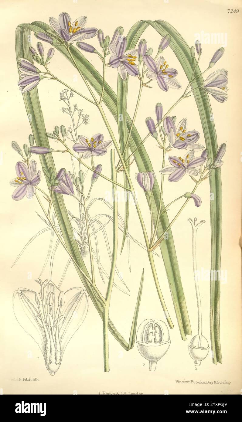 Plants anatomy reveal hi-res stock photography and images - Alamy