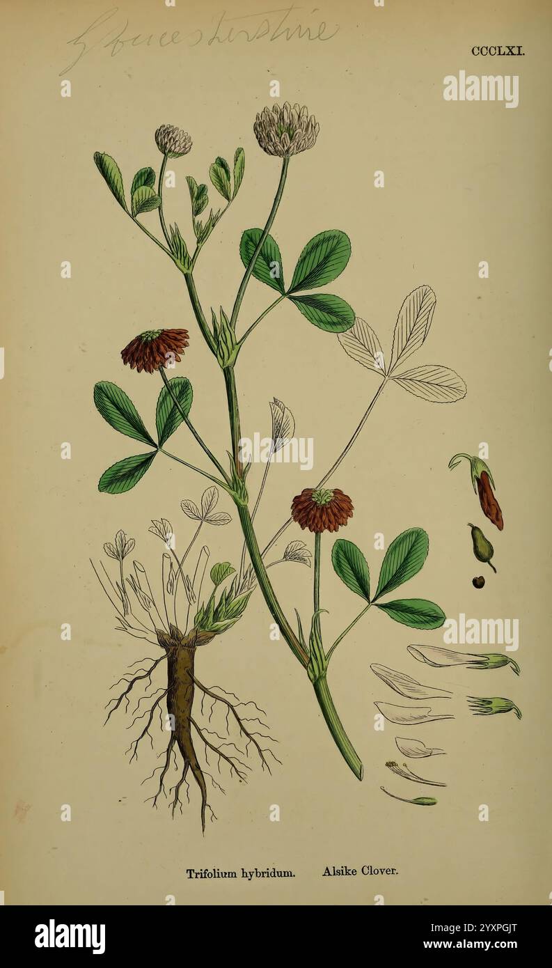 English, Botany, Coloured Figures of British Plants, London, R ...