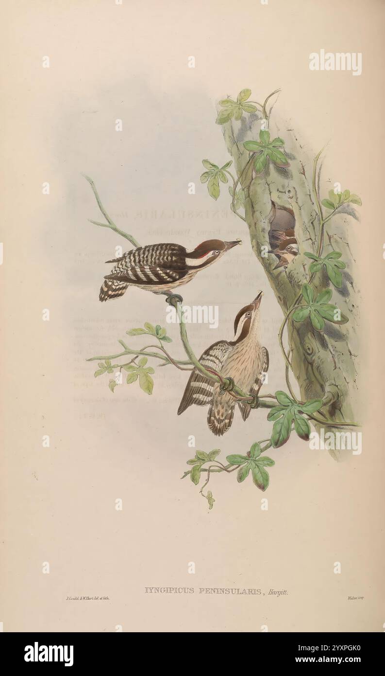 Iynx pennisularis hi-res stock photography and images - Alamy