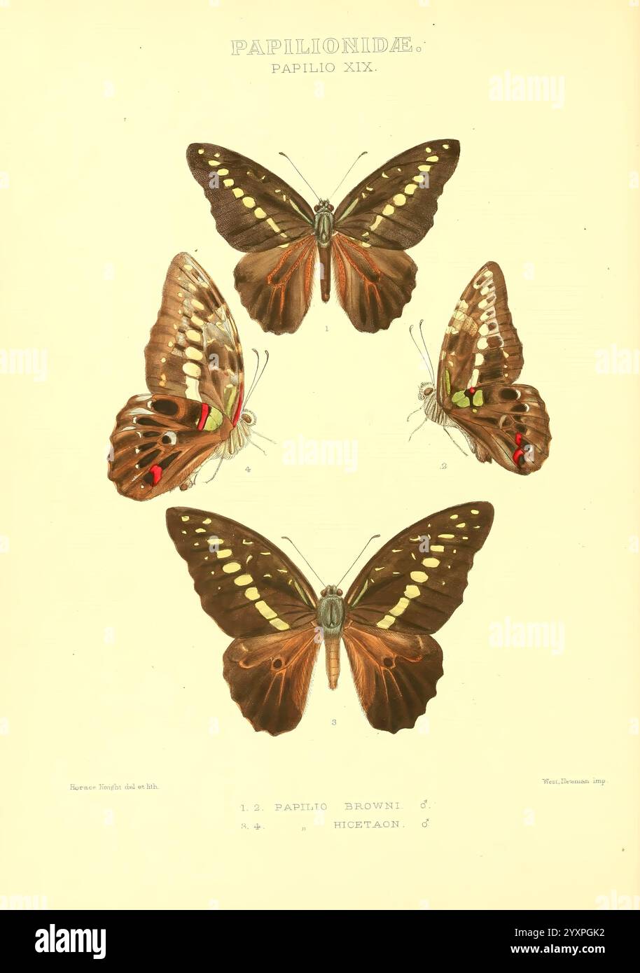 Species papilio xix hi-res stock photography and images - Alamy