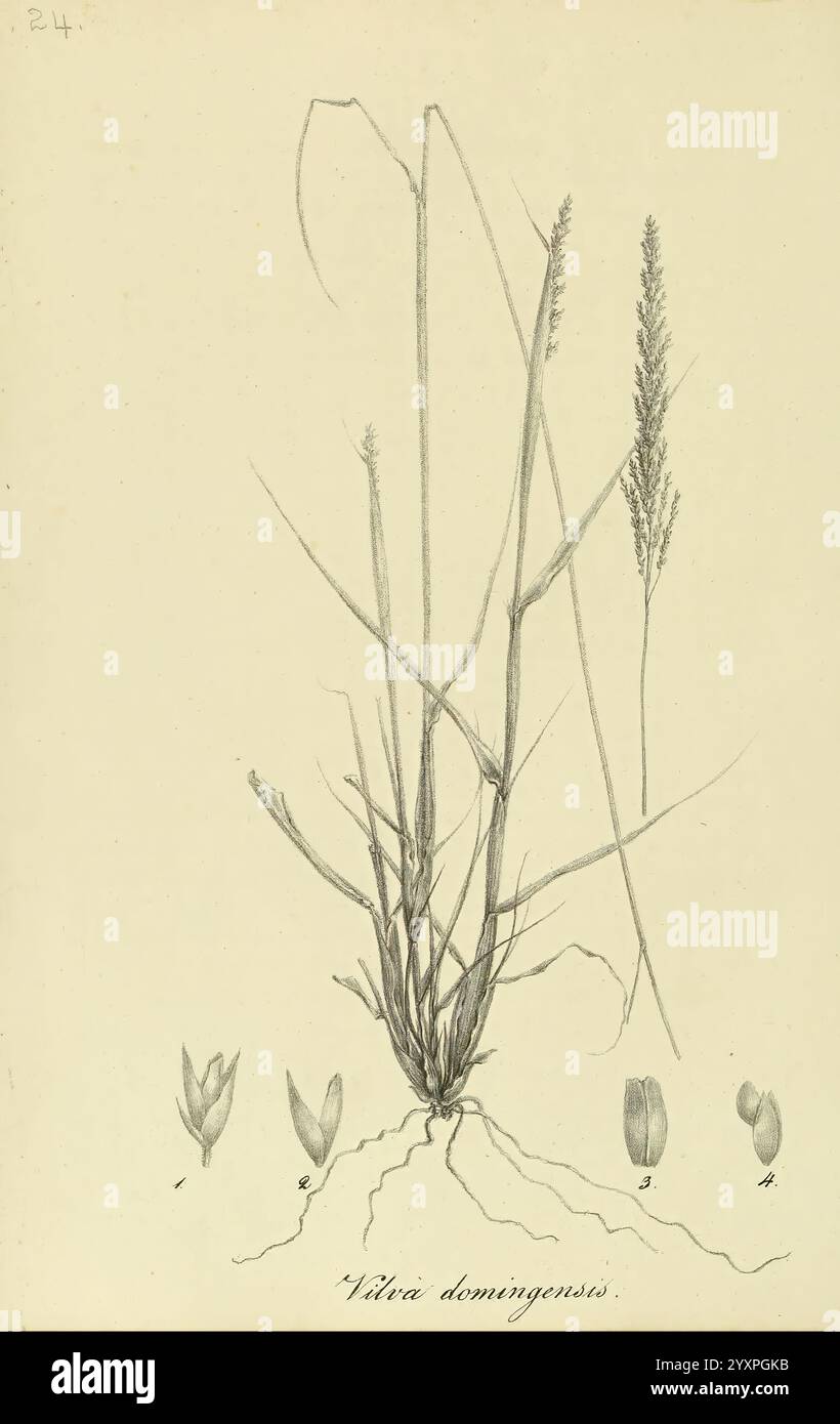 Species Graminum Petropoli Impensis Academiae Imperialis Scientiarum ...