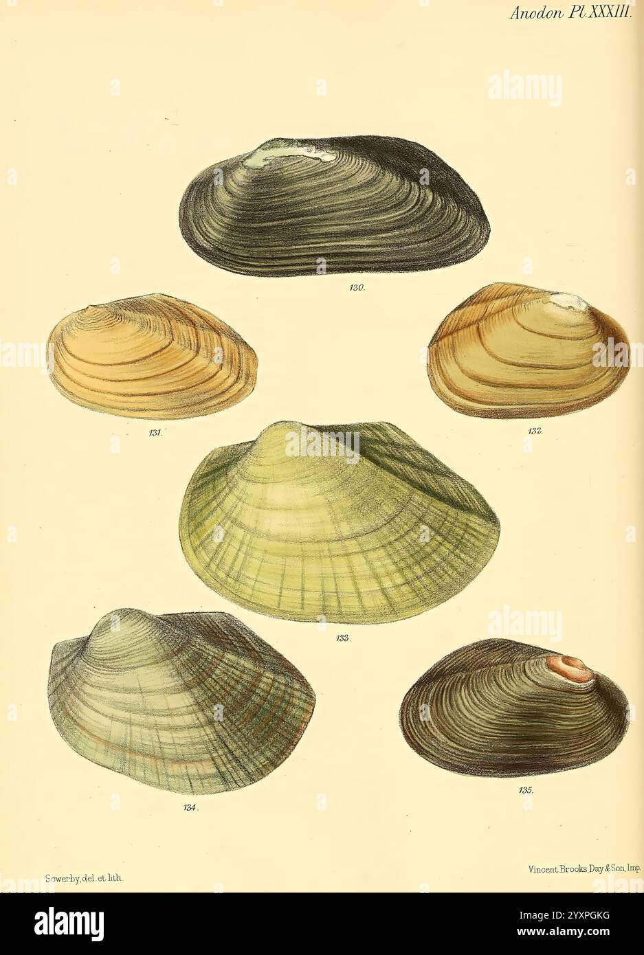 Conchologia iconica, Illustrations of the shells of molluscous animals ...