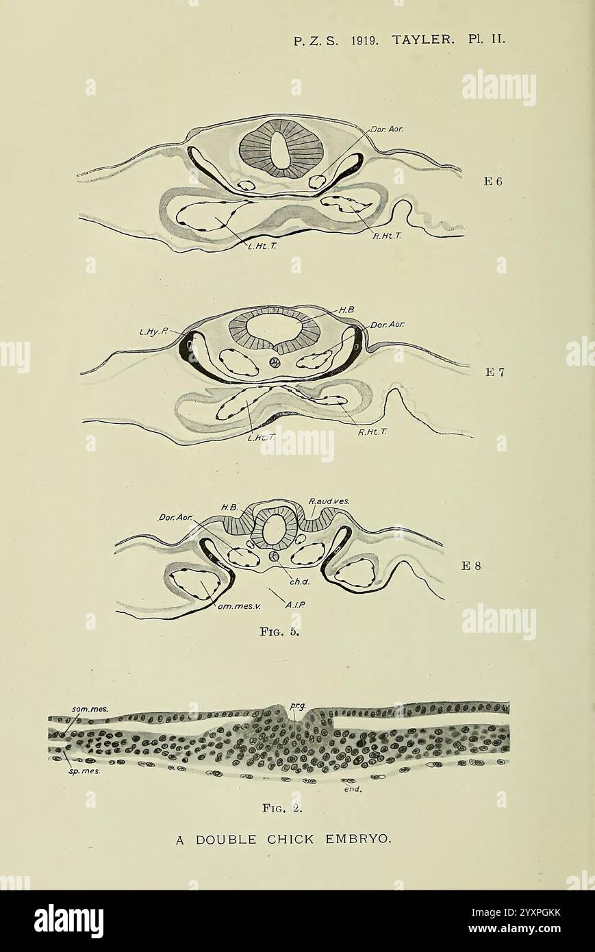 Understanding avian embryology hi-res stock photography and images - Alamy