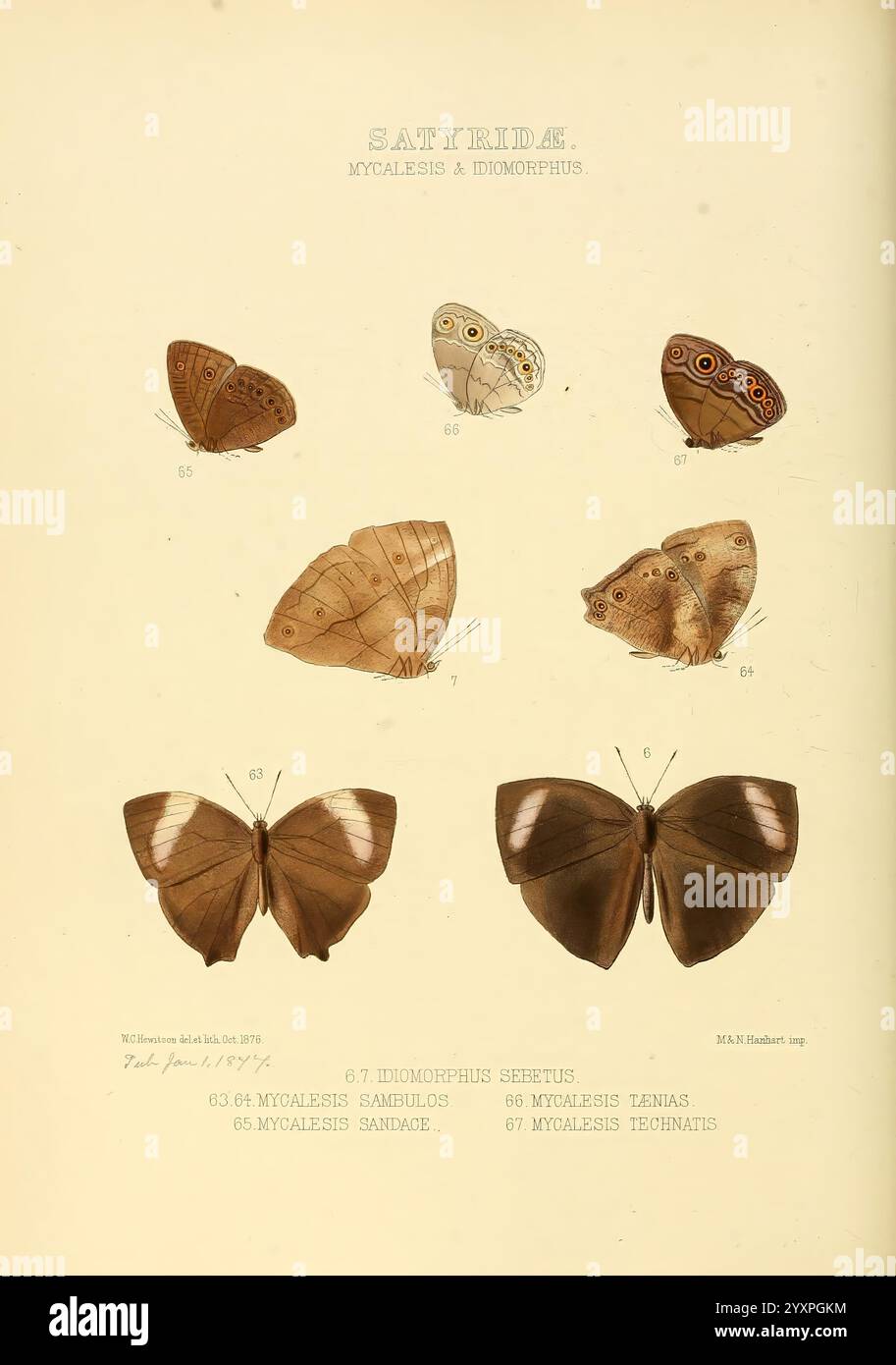Illustrations of new species of exotic butterflies, London, John Van ...