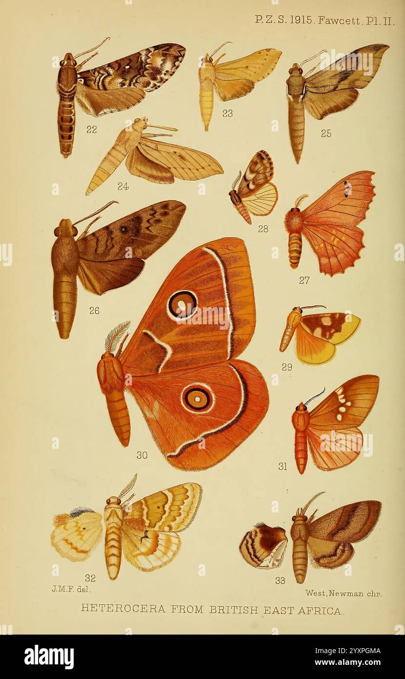 Butterfly displays unique markings hi-res stock photography and images - Alamy