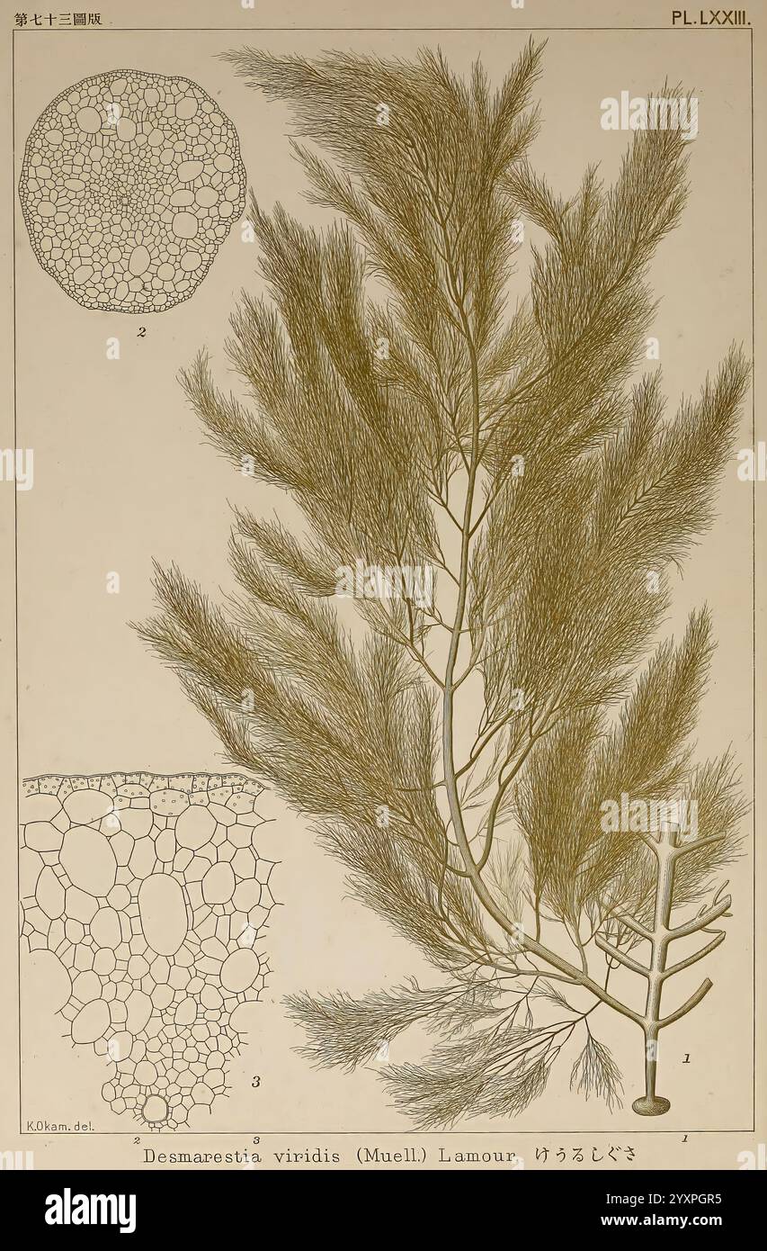 Seaweed exhibits hi-res stock photography and images - Alamy