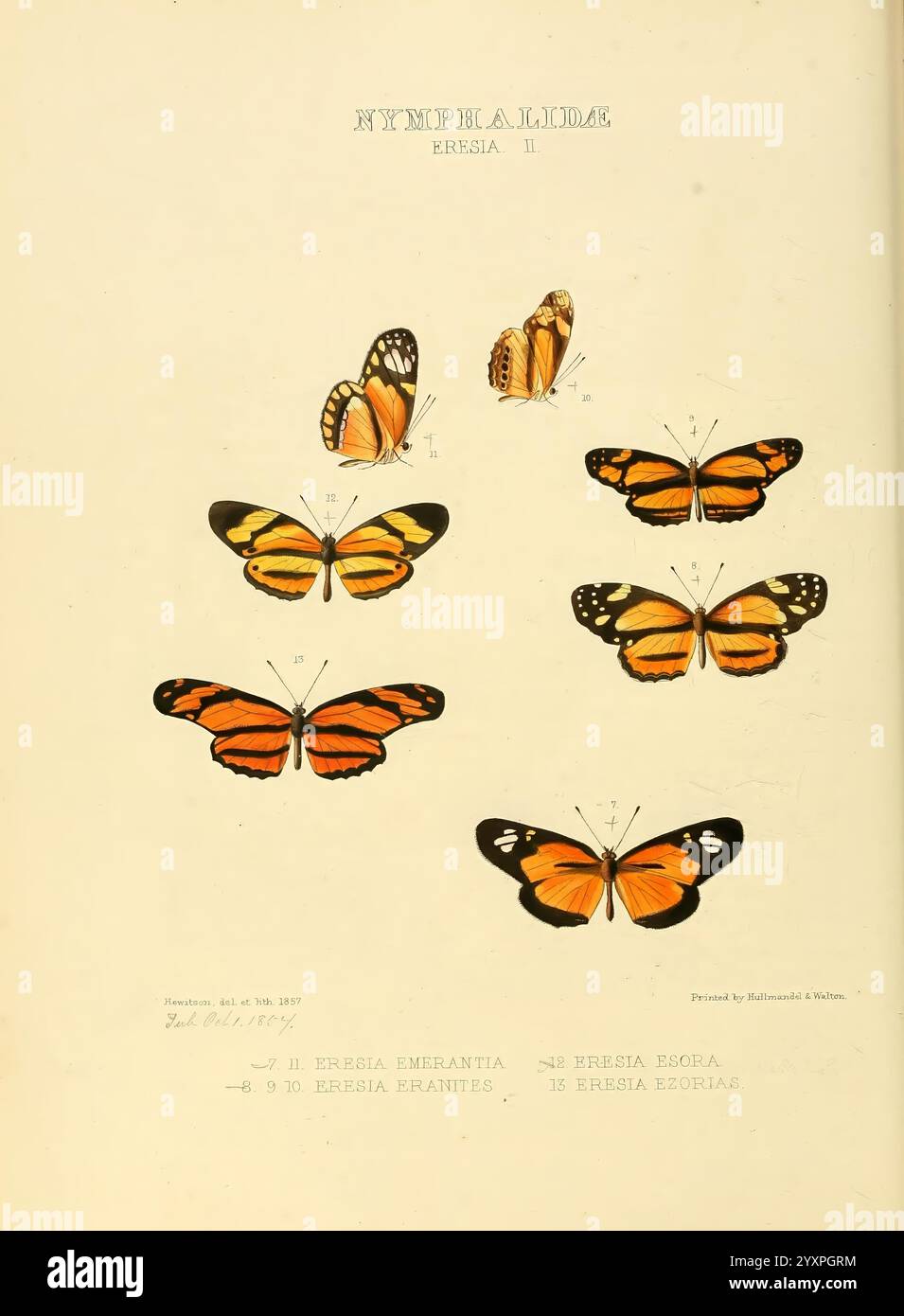 Three meticulously illustrated butterflies hi-res stock photography and ...