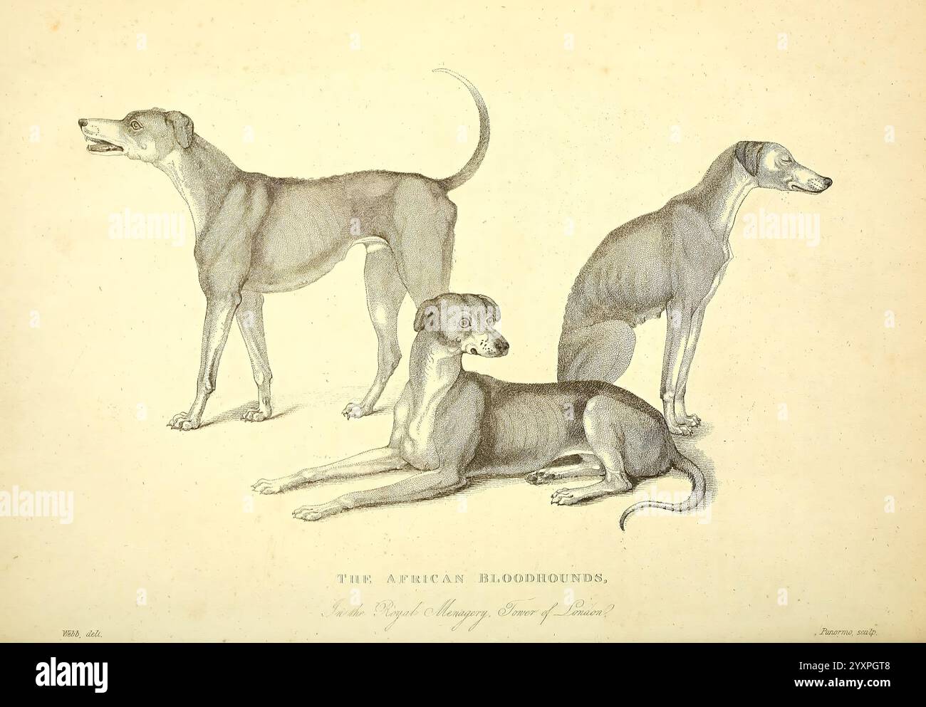 The wonders of the animal kingdom, London, T. Kelly, 1830, Great ...