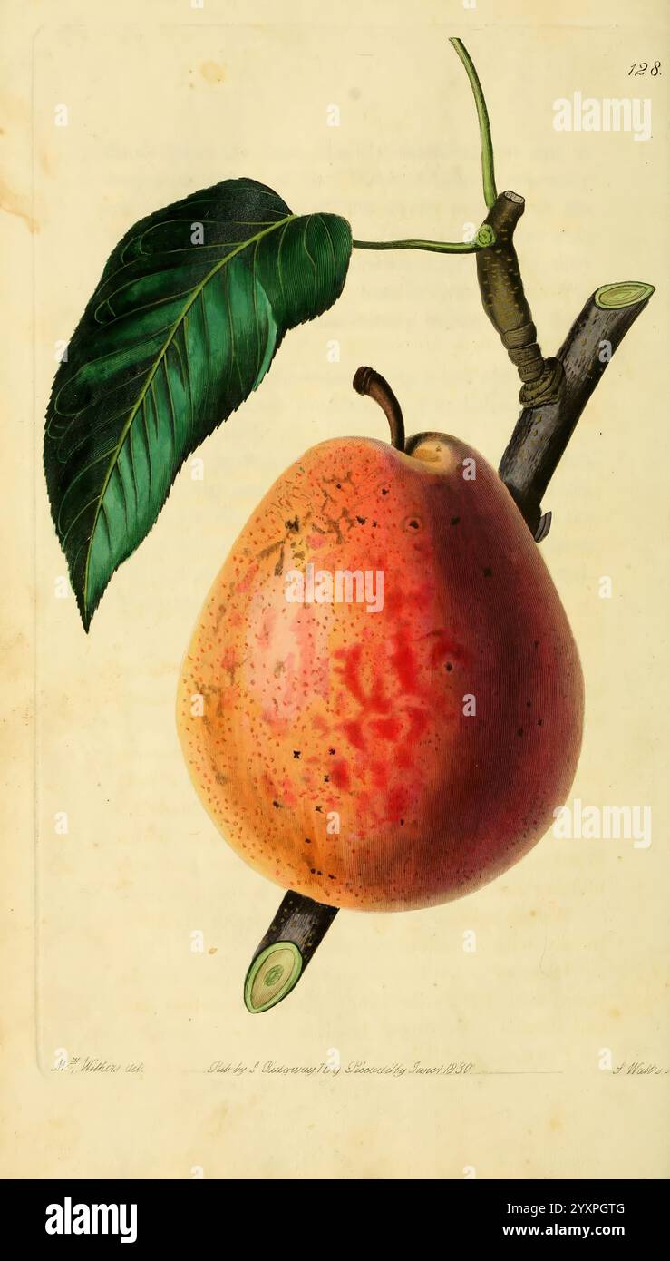 The Pomological Magazine, London, J. Ridgway, fruit culture, Great ...
