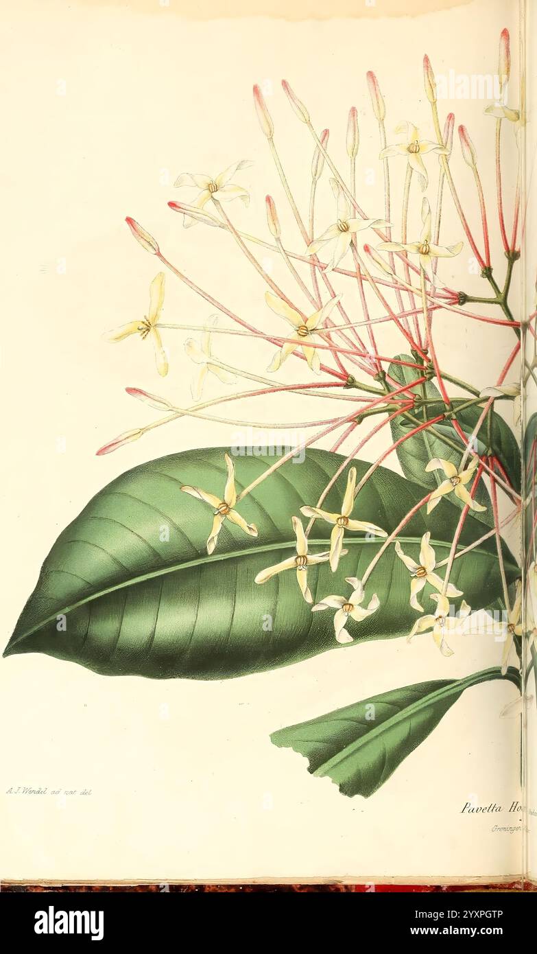 Wolters 1865 1867 netherlands botany pictorial works plants orna hi-res ...