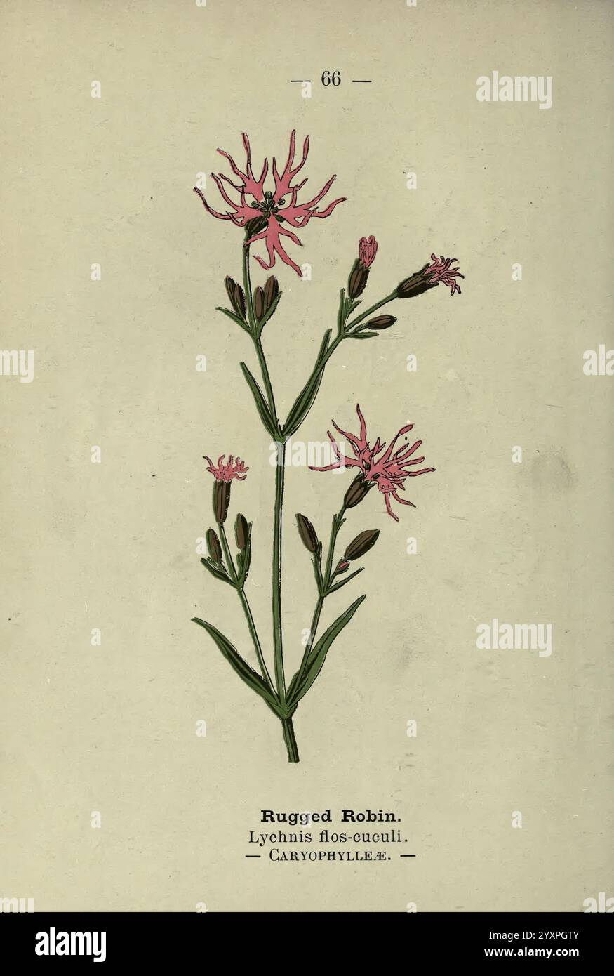 Warne 1895 great britain wildflowers identification botany robin hi-res ...
