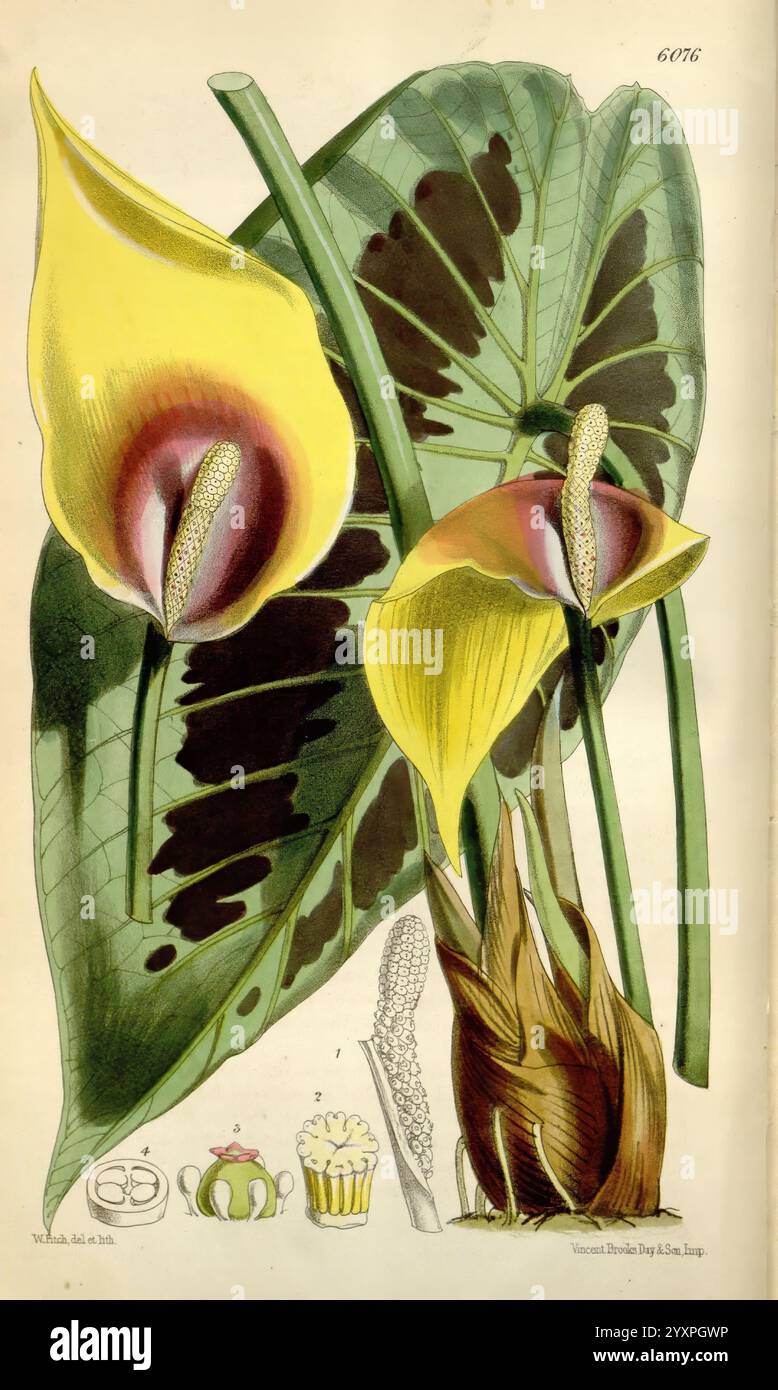 Two smaller diagrams hi-res stock photography and images - Alamy