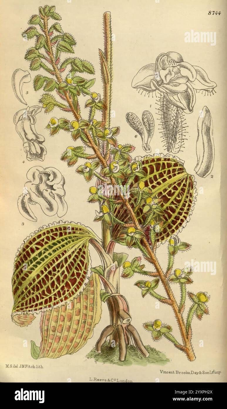 Curtis's Botanical Magazine London New York botanical illustration ...
