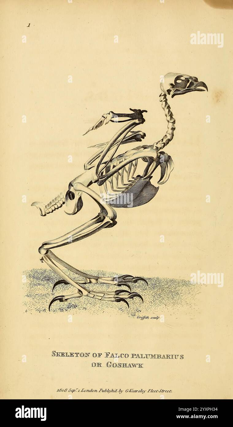 Skeleton goshawk hi-res stock photography and images - Alamy