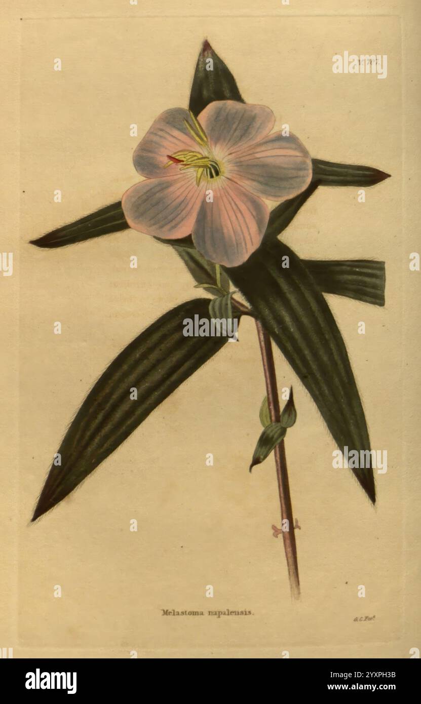 Prominent central stamen hi-res stock photography and images - Alamy