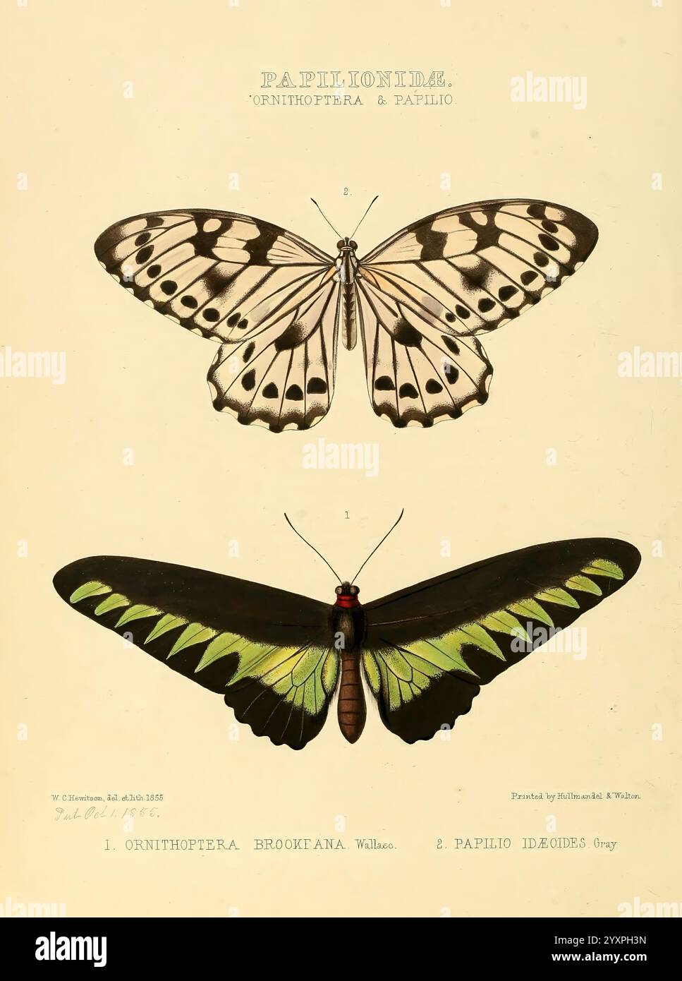 Papilio idae oides hi-res stock photography and images - Alamy