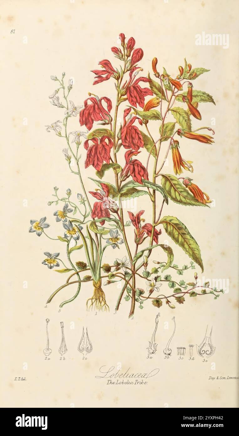 Illustrations of the Natural Orders of Plants with Groups and ...