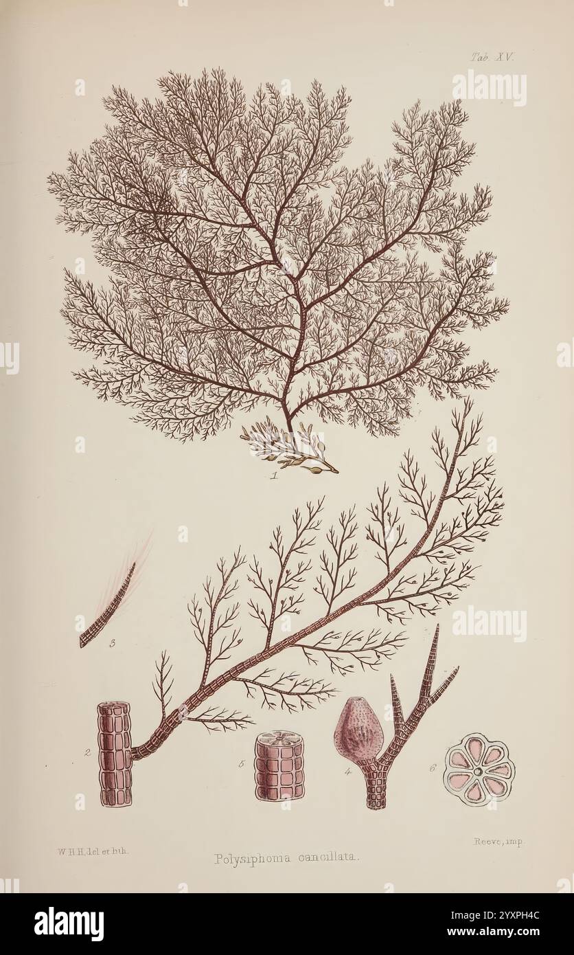 Nereis australis, Algae of the southern ocean, London, Reeve Brothers ...