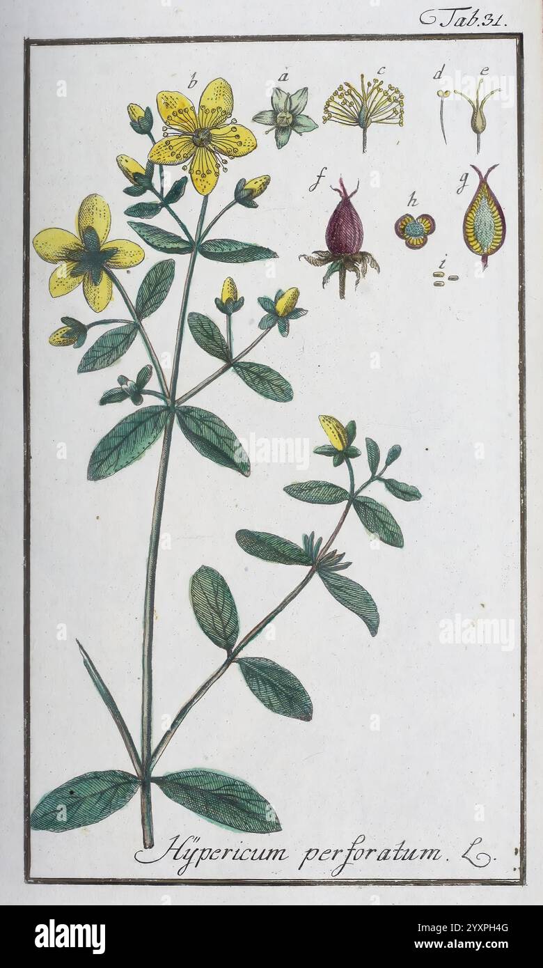 Meticulous rendering of botanical characteristics hi-res stock ...