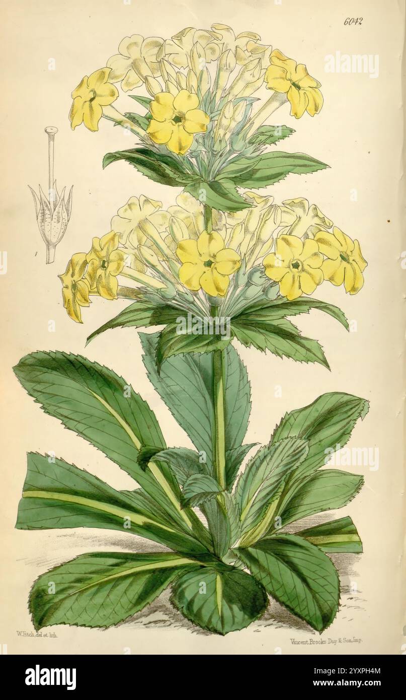 Curtis's Botanical Magazine London New York Botanical Illustration ...