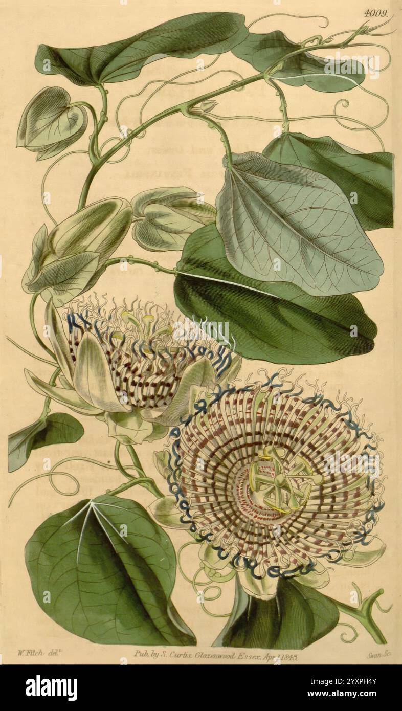 Curtis's Botanical Magazine London New York Botanical Illustration ...
