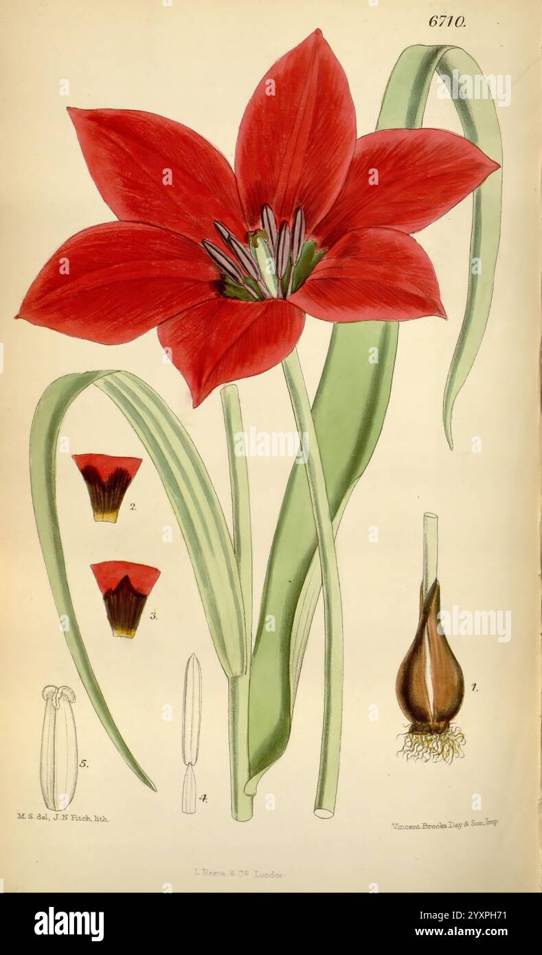 Curtis's Botanical Magazine, London, New York, botanical illustration ...