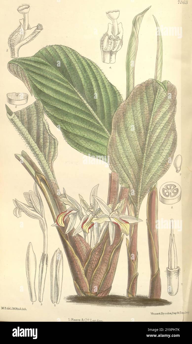 Featuring detailed anatomical diagrams hi-res stock photography and ...