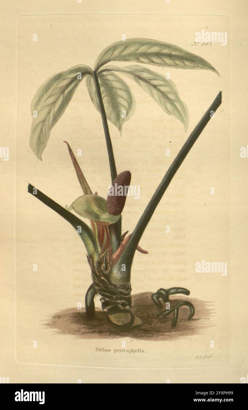 The botanical cabinet London John & Arthur Arch 1817-1833.jpg, A ...