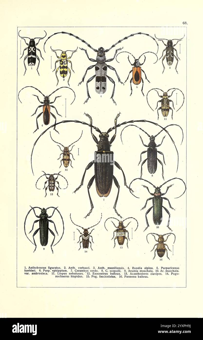 Several larger beetles hi-res stock photography and images - Alamy