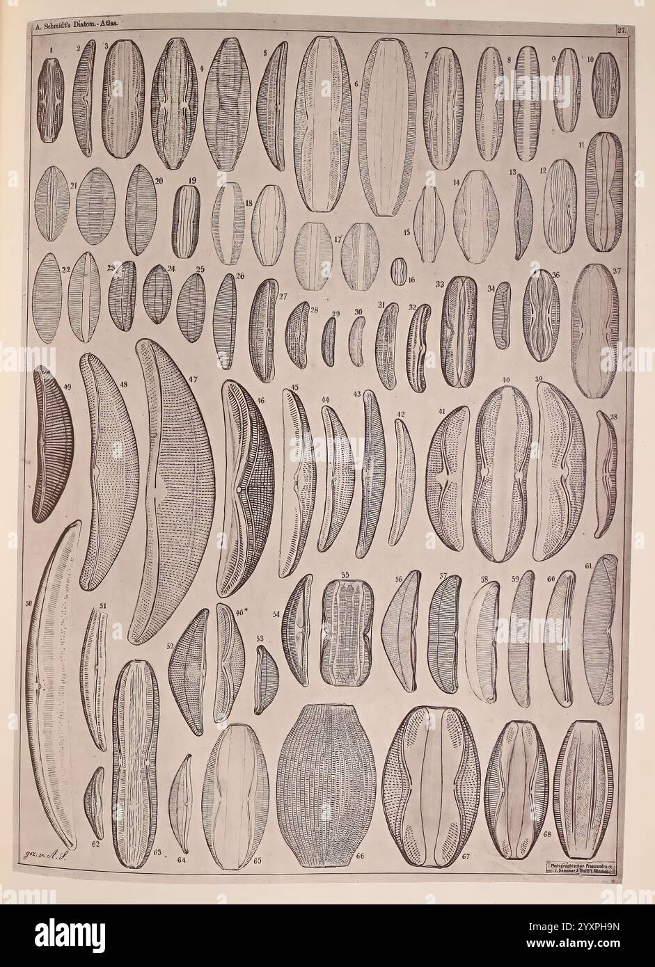 Microscopic algae characterized hi-res stock photography and images - Alamy