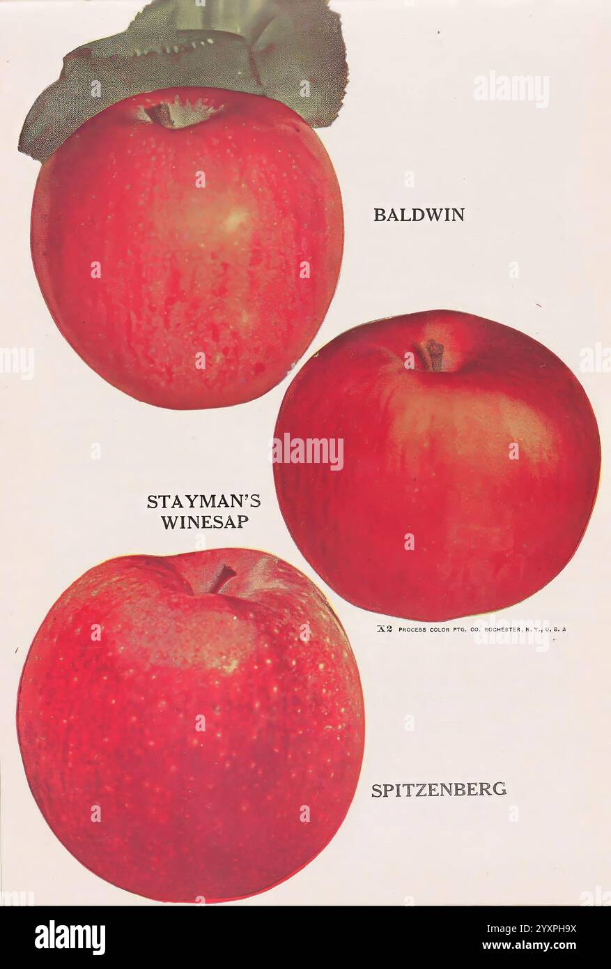 Catalogs nursery horticulture baldwin stayman winesap spitzenber hi-res ...