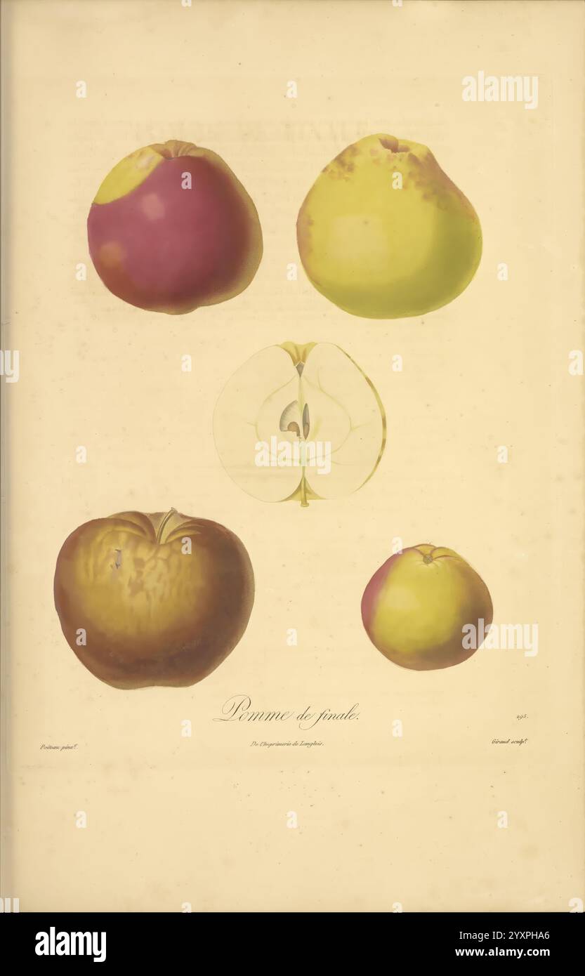 Apple illustrates hi-res stock photography and images - Alamy